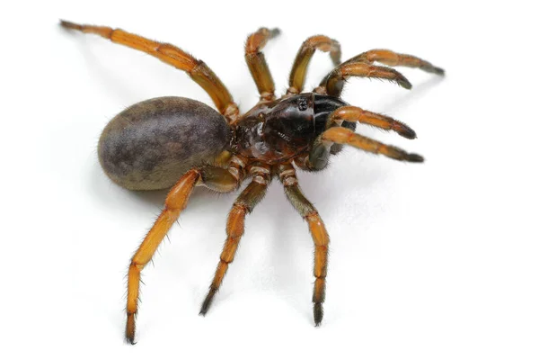 Spider Mygale Close Isolated White Background Stock Photo by ...