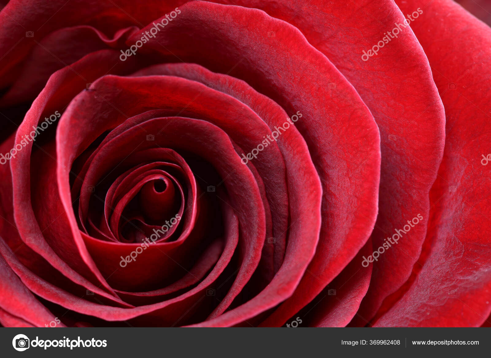 Red Rose Background Valentine Card Symbol Love Passion Stock Photo by ...