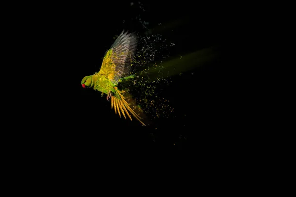 Flying Bird Dispersion Splatter Effect Black Background Bird European ...