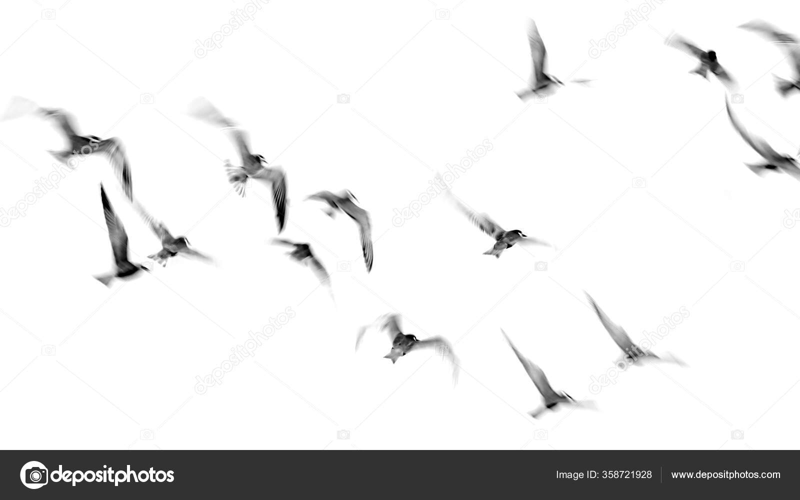 Flying Birds Abstract Nature Background — Stock Photo © Mutan7 #358721928