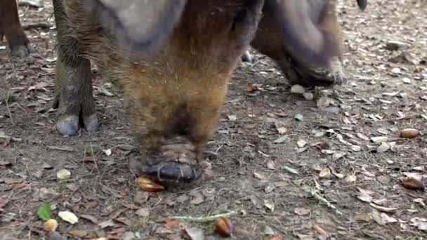 1,648 Porco do campo Videos, Royalty-free Stock Porco do campo Footage ...