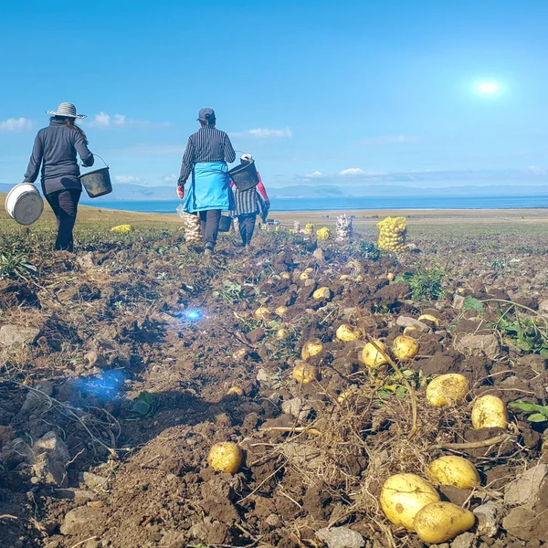 Workers go to eat after work, farm workers harvest potatoes. Fresh ...