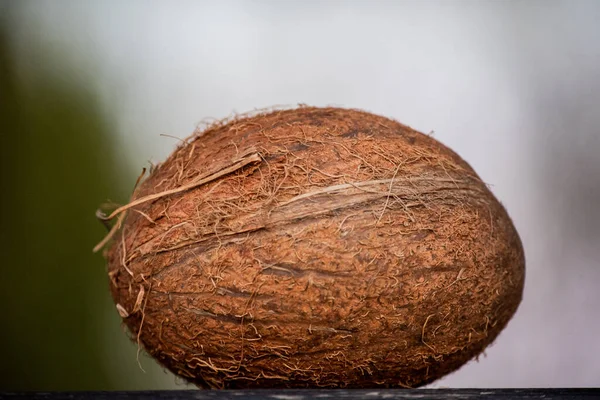 Coconut. coconut palm tree has been considered the tree of life, and is ...