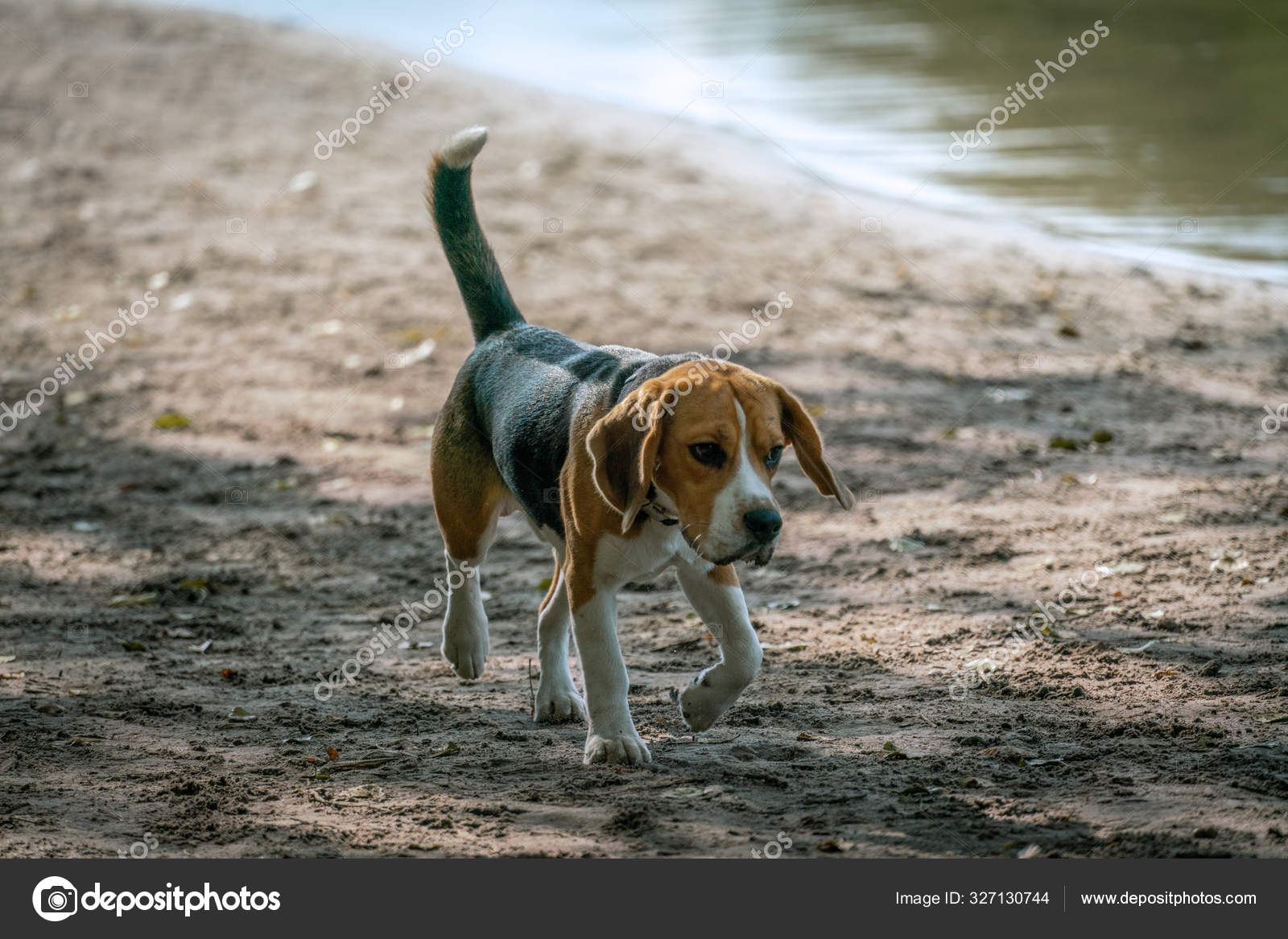 Are Beagles Good Hiking Dogs