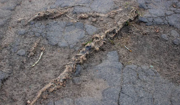 Soil roots Stock Photos, Royalty Free Soil roots Images | Depositphotos