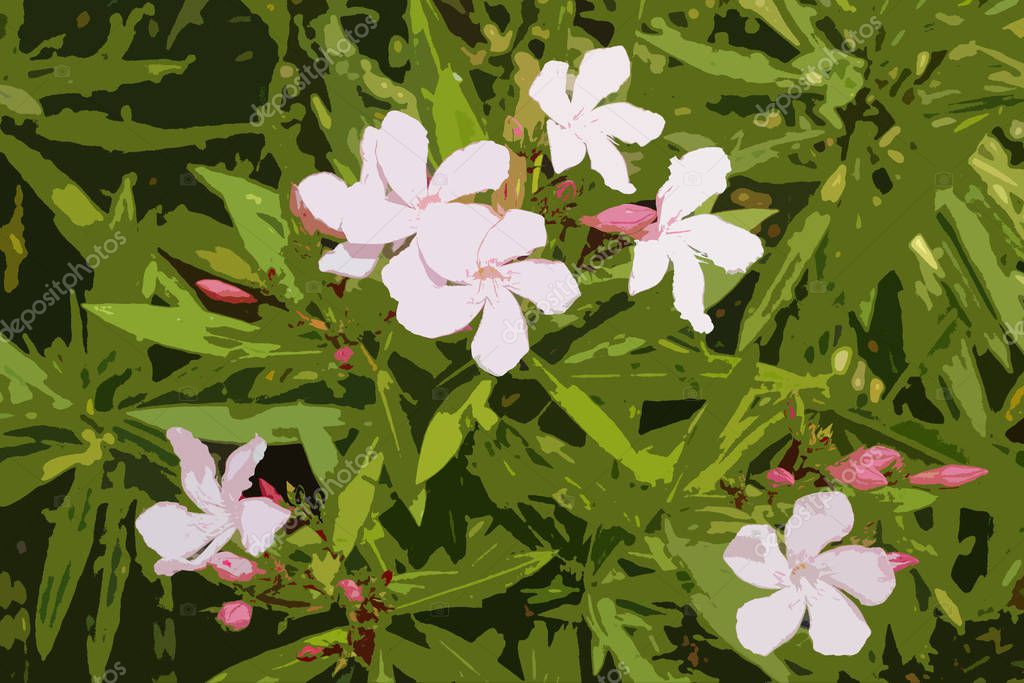 Nerium Oleander rosa flor de color y hojas 2022