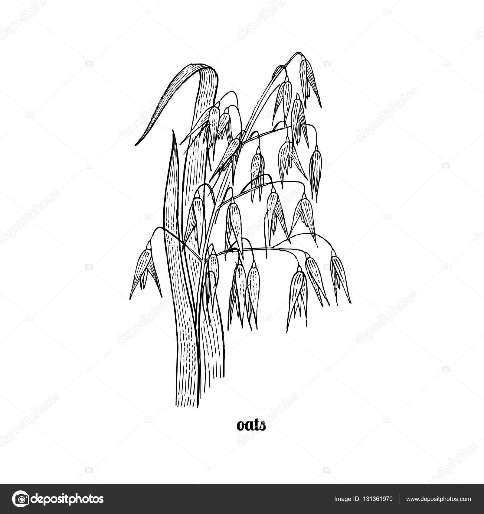 Drawing cereal oats. Stock Vector Image by ©sasha-kasha #131361970