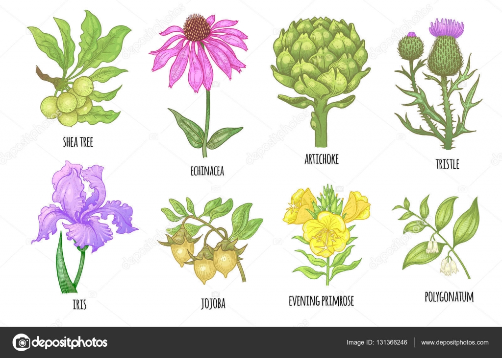 Conjunto de plantas medicinales — Archivo Imágenes Vectoriales © sasha ...