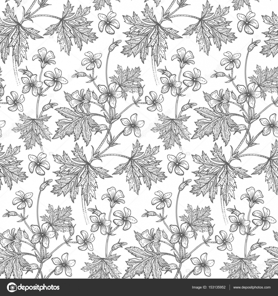 Geranium flowers. Seamless floral pattern. Stock Vector by ©sasha-kasha ...