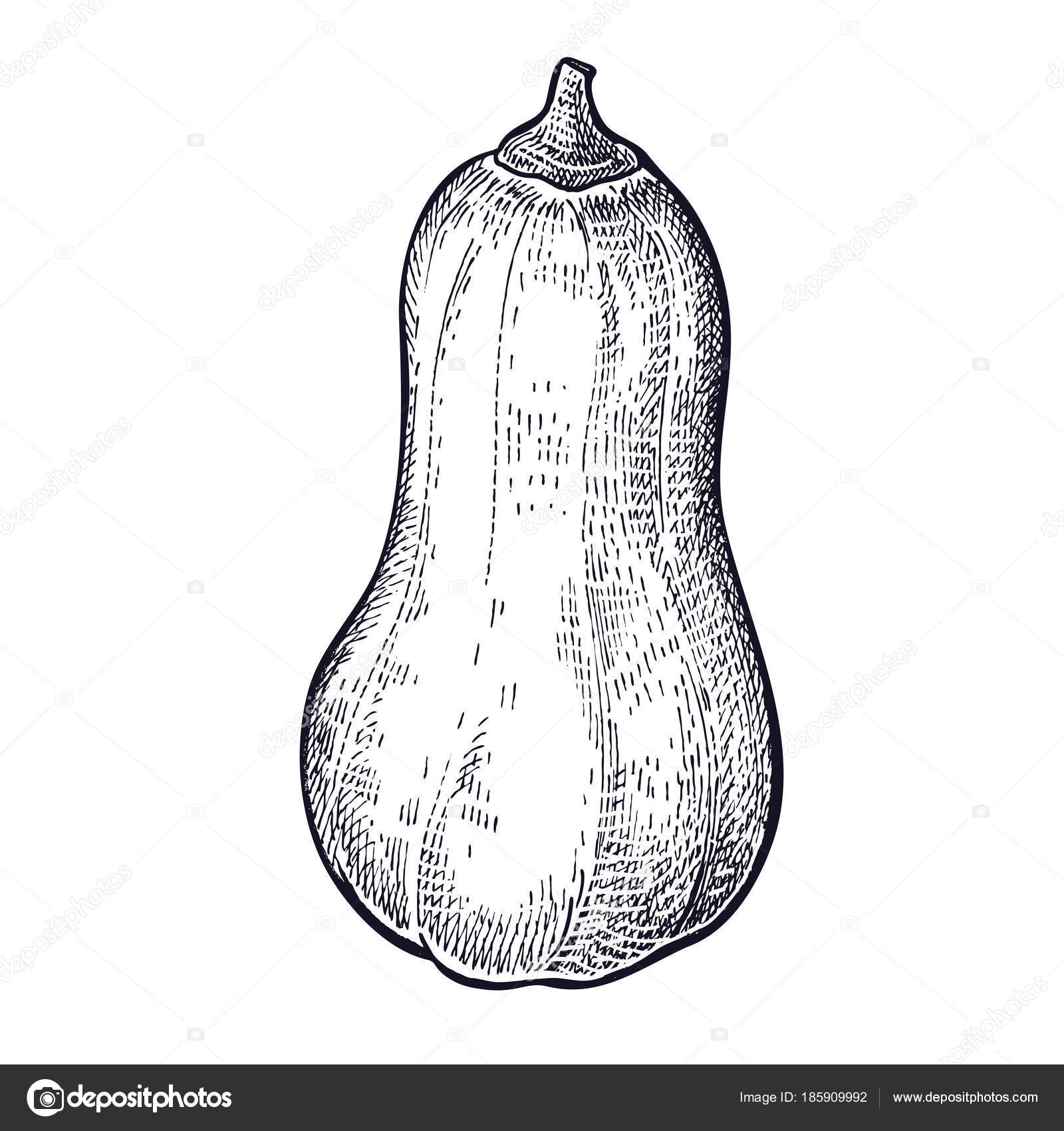 Butternut Hand Drawing Vegetable Pumpkin Vector Art Illustration ...