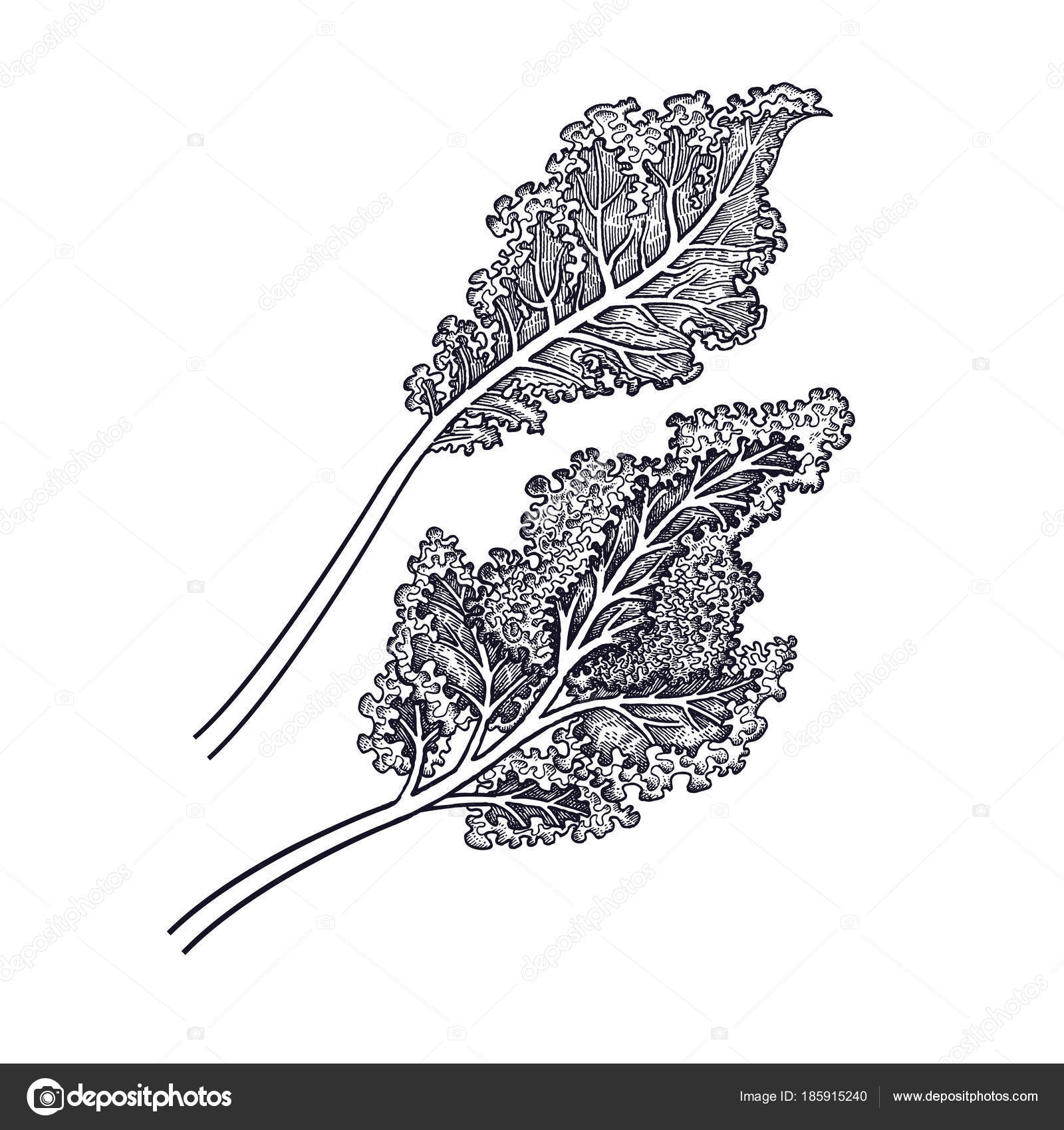 Cabbage Leaf Hand Drawing Vegetables Vector Art Illustration Isolated ...