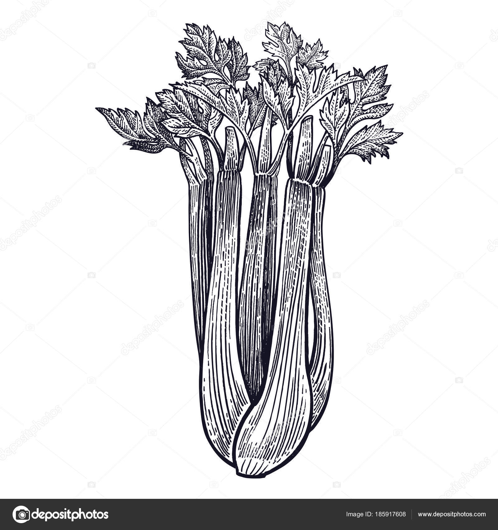 Celery Vintage Engraving Stock Vector Image By ©sasha Kasha 185917608