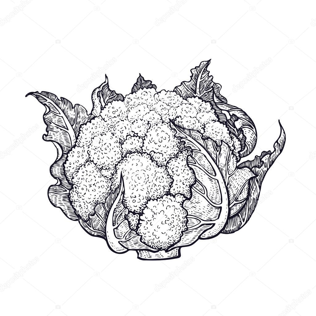 Coliflor. Dibujo a mano de verduras. ilustración de arte vectorial ...