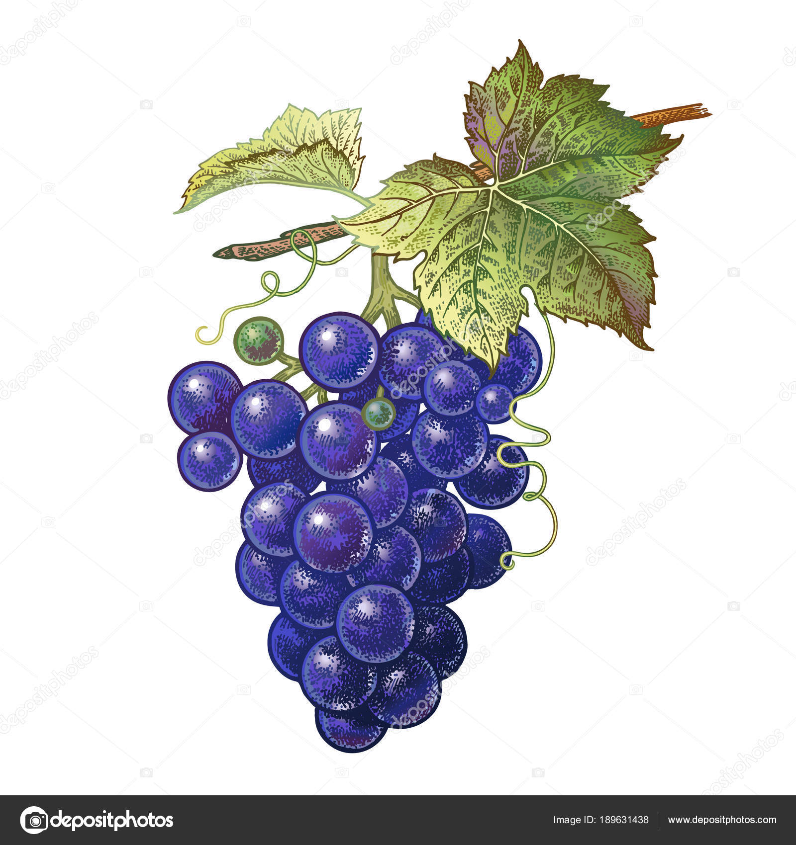 Realistic drawing of grape. — Stock Vector © sasha-kasha #189631438