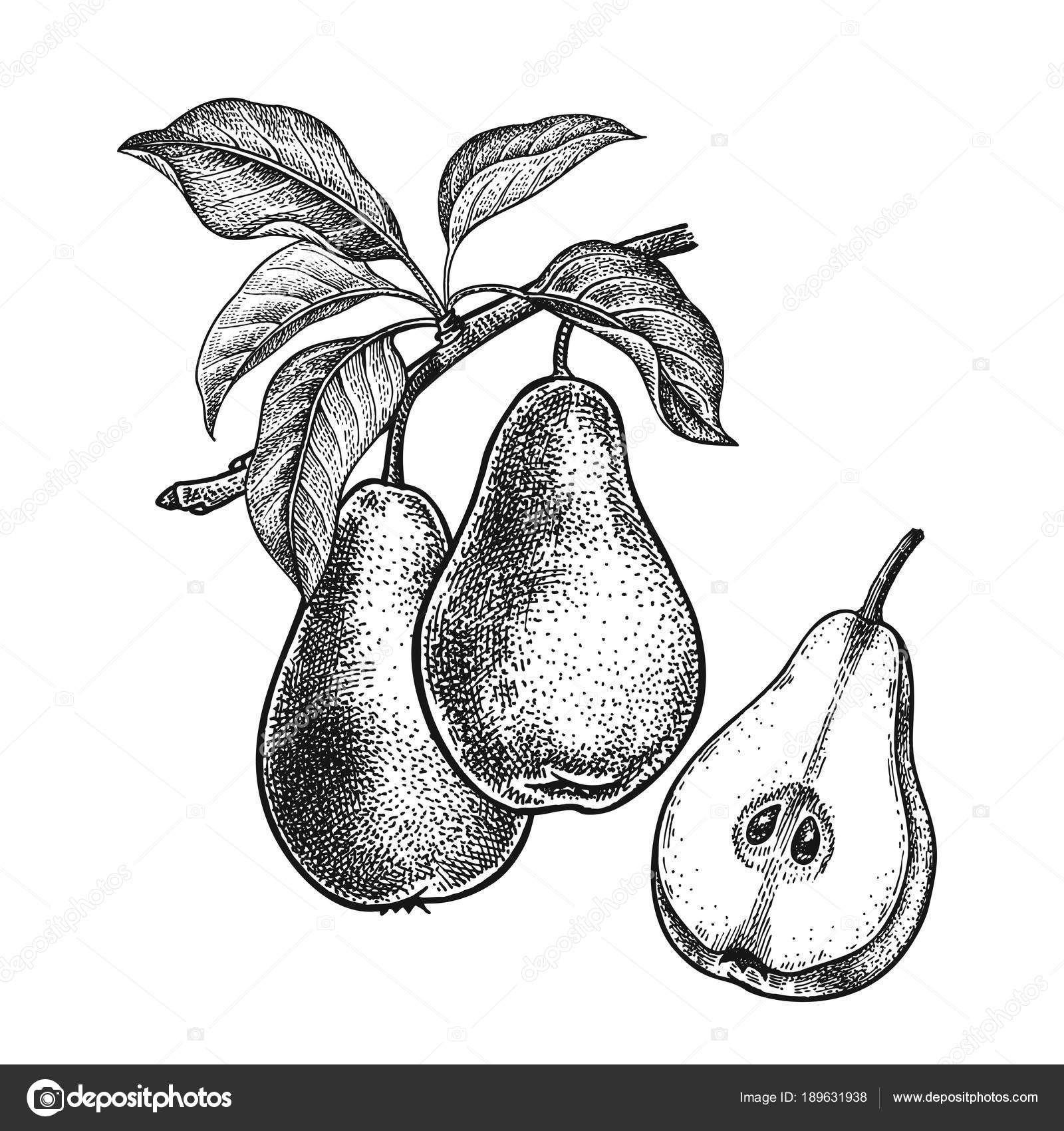 Clipart Pear Black And White