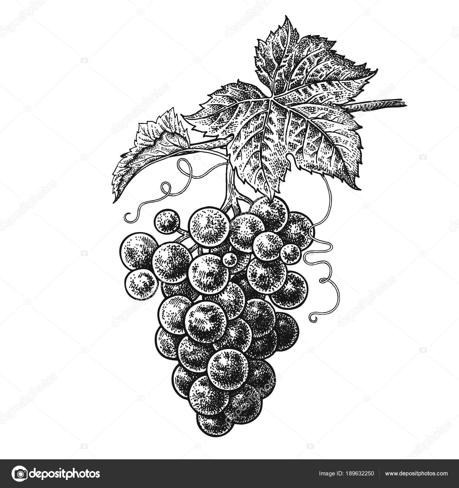 Grapes. Realistic hand drawing. Stock Vector Image by ©sasha-kasha ...