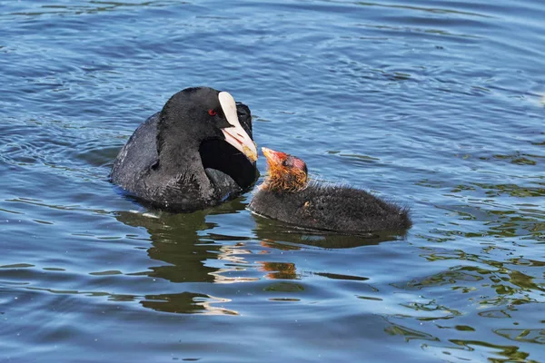 Common coot Stock Photos, Royalty Free Common coot Images | Depositphotos®