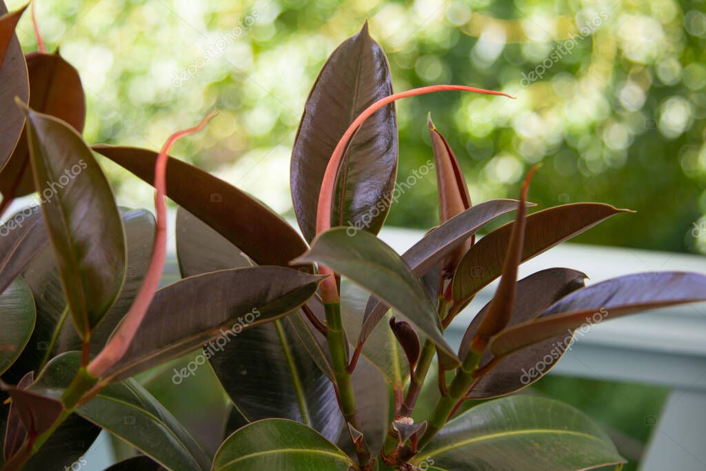 Botánica. El concepto de paisajismo en cafés y restaurantes. Árbol de ...