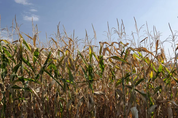 Green Corn Plant Corn Field Stock Photo by ©linux1987 207363042