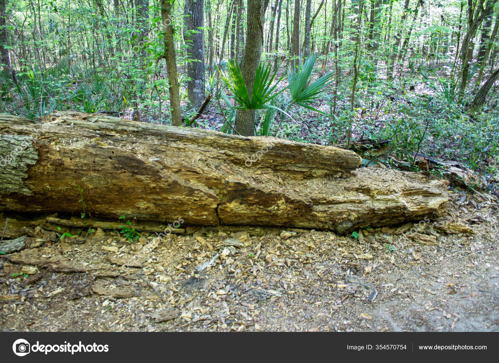 Old Rotting Log Signs Insect Infestation — Stock Photo © PhotoRob ...