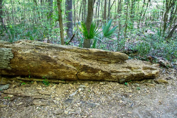 Rotting log Stock Photos, Royalty Free Rotting log Images | Depositphotos