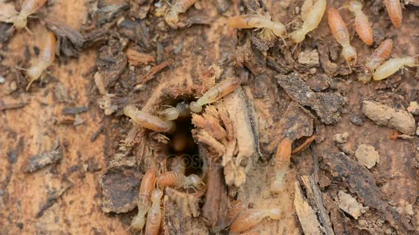 Vidéos pour Fourmi blanche, Fourmi blanche clips vidéo HD / 4K, footage ...