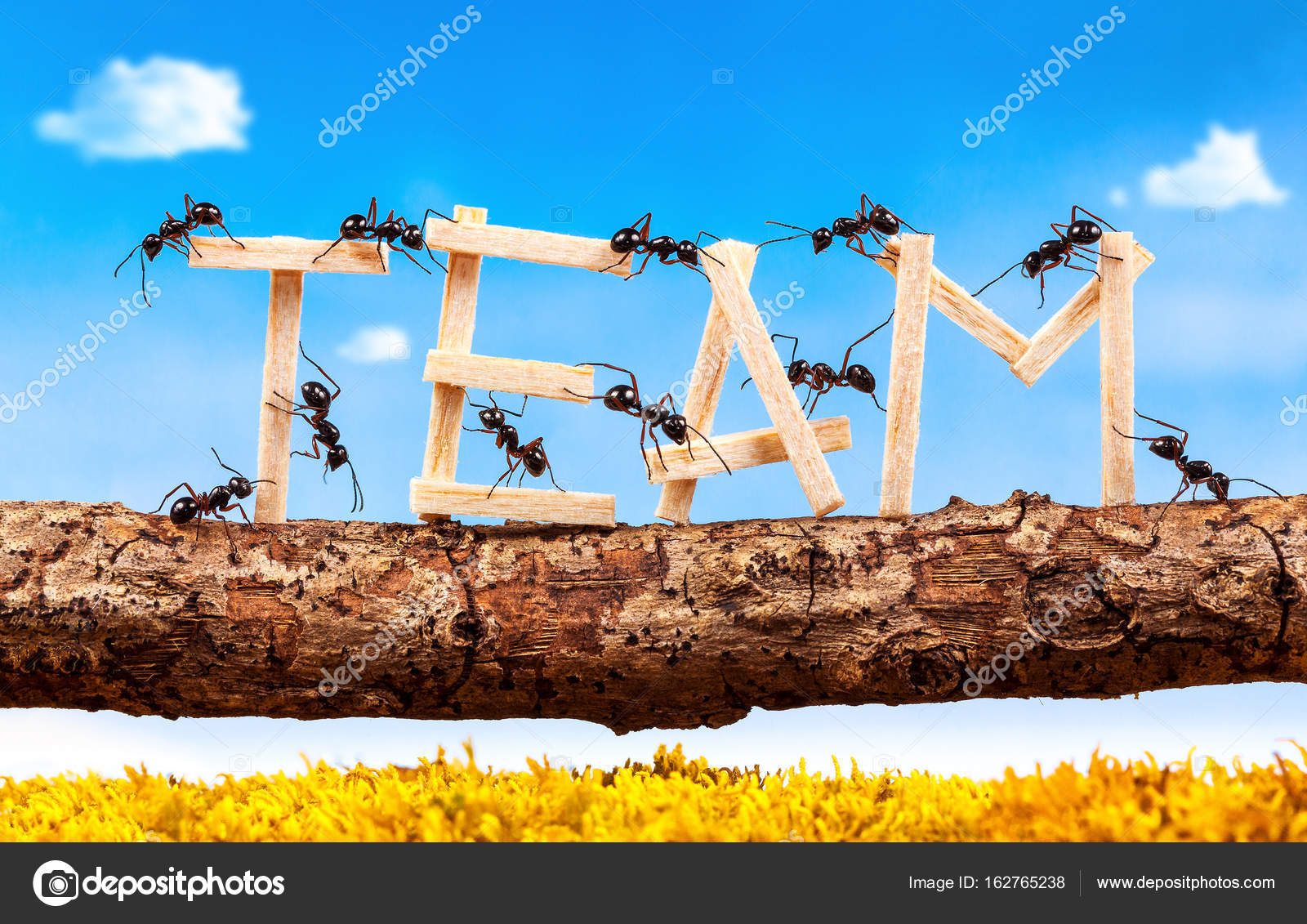 Ants carrying wording team, teamwork concept Stock Photo by ©Shutter_M ...