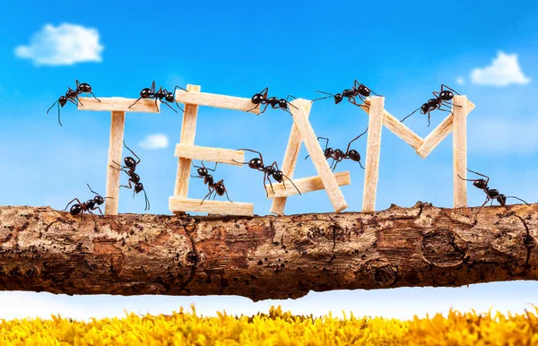 Ants carrying wording team, teamwork concept — Stock Photo © Shutter_M ...