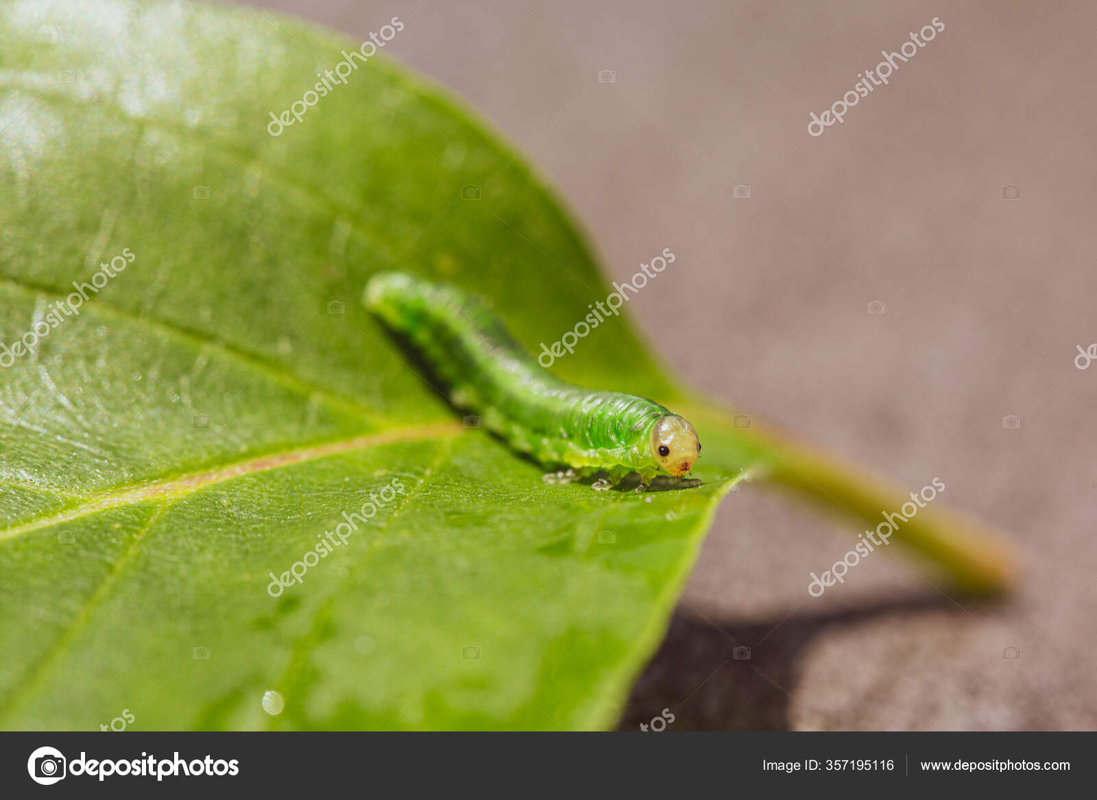 Black And White Inch Worm