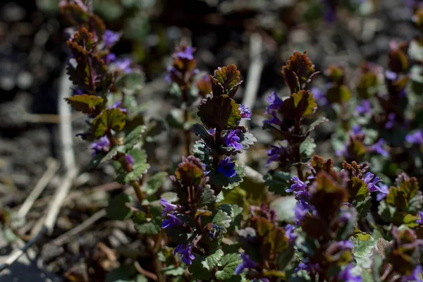 Tundra rostliny Stock Photos, Royalty Free Tundra rostliny Images ...