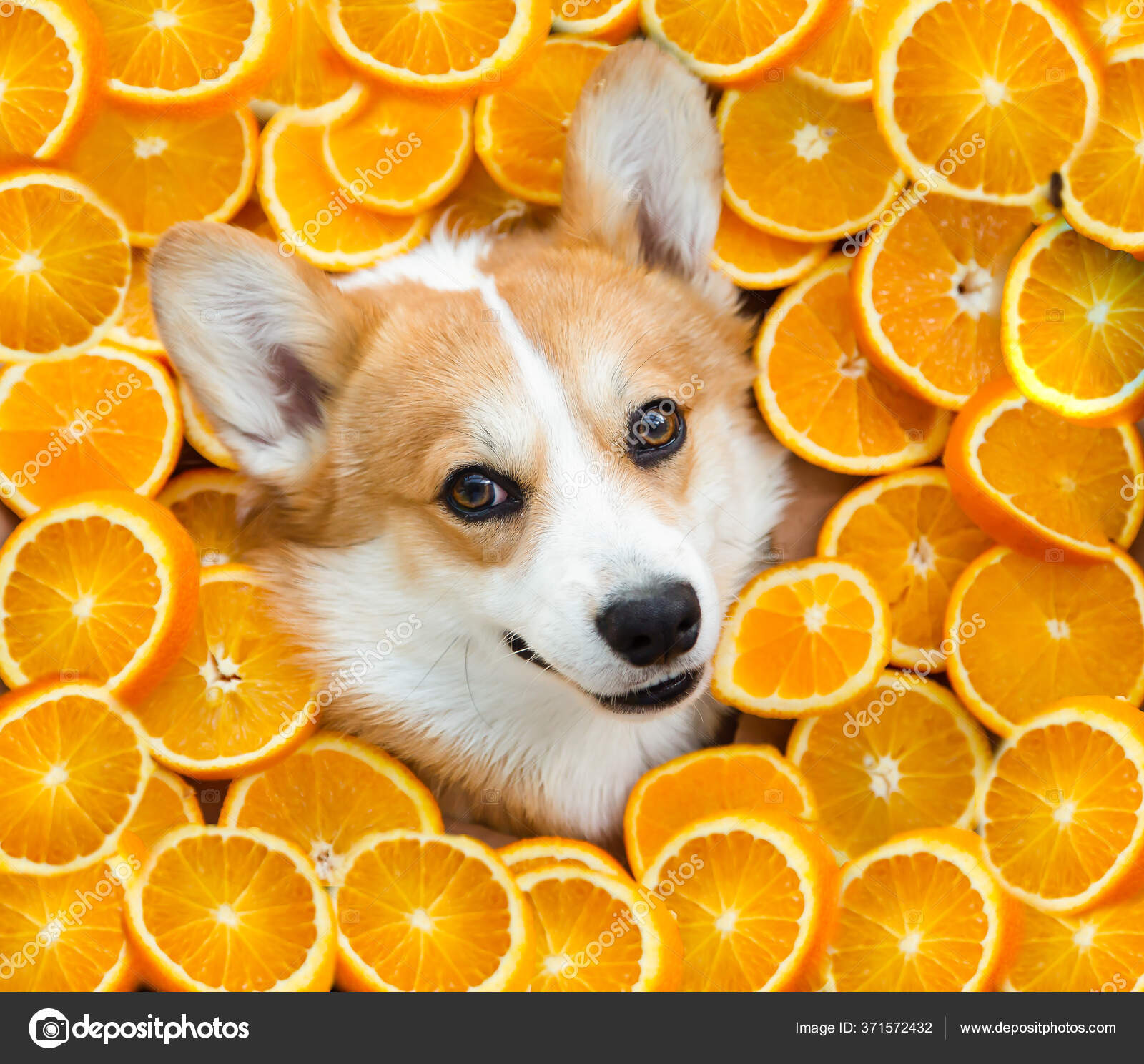 Funny Corgi