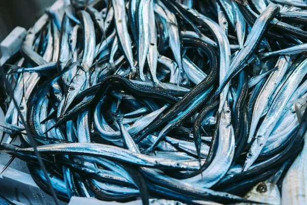 Garfishes Stock Photos, Royalty Free Garfishes Images | Depositphotos®