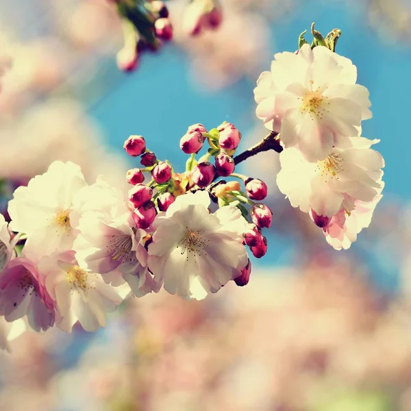 Beautiful blossom Stock Photos, Royalty Free Beautiful blossom Images ...