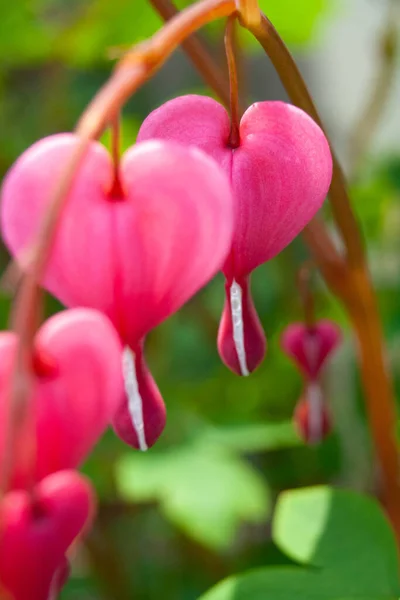 Tropical bleeding heart fotos de stock, imágenes de Tropical bleeding ...