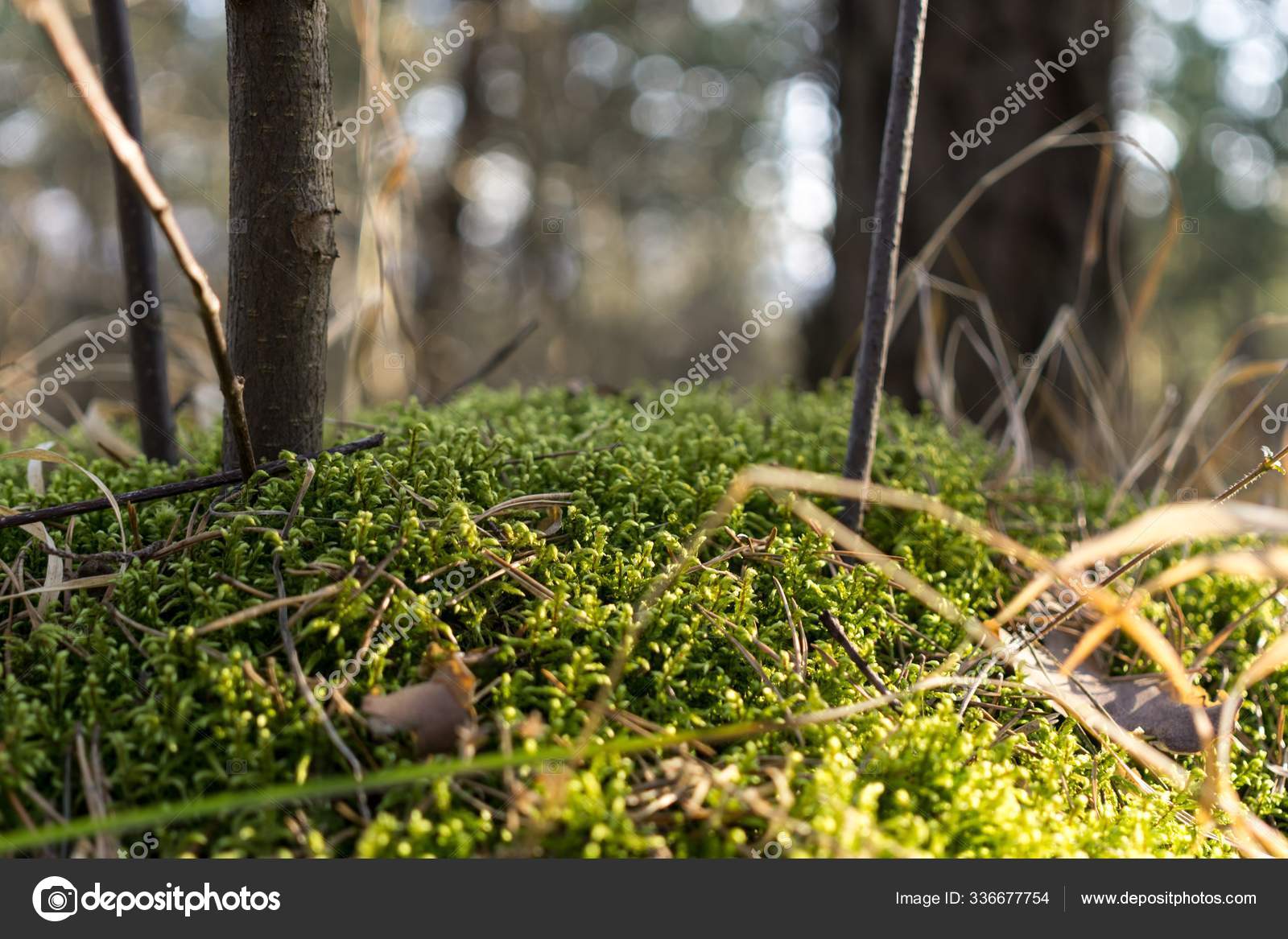 Green Grass Forest Background — Stock Photo © valalolo #336677754