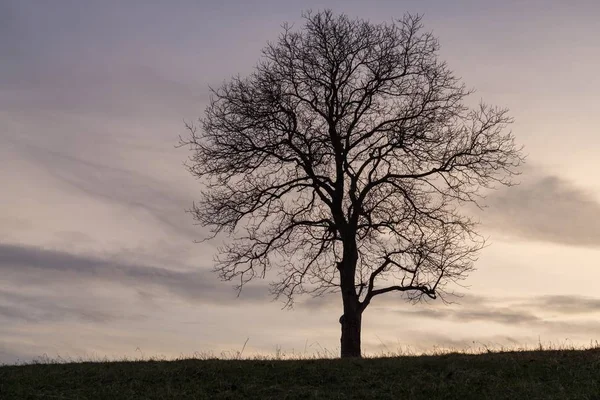 A tree alone Stock Photos, Royalty Free A tree alone Images | Depositphotos