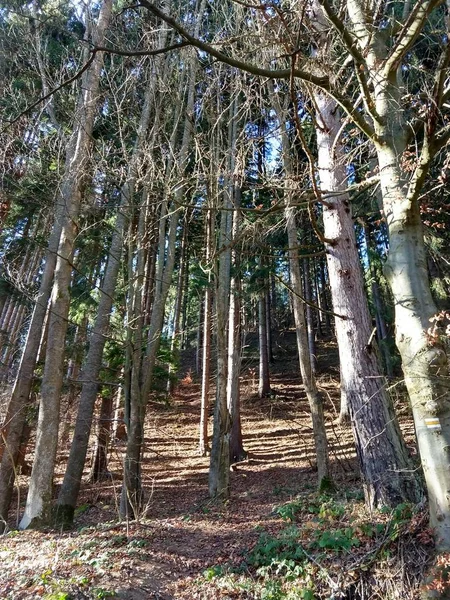 Wareham forest Stock Photos, Royalty Free Wareham forest Images ...