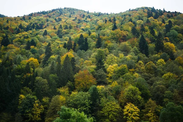 Romanian forest Stock Photos, Royalty Free Romanian forest Images ...