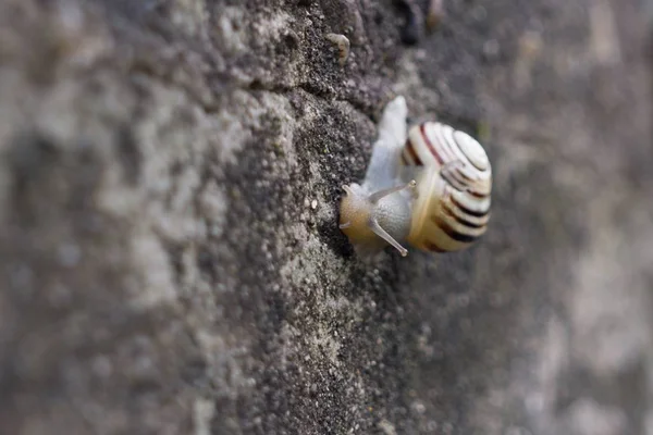 Tower snail Stock Photos, Royalty Free Tower snail Images | Depositphotos