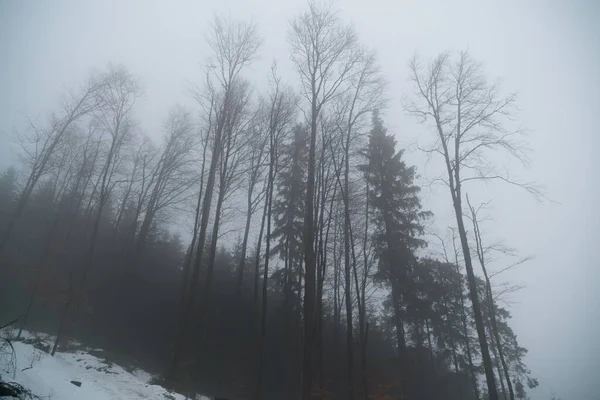 Dark winter forest Stock Photos, Royalty Free Dark winter forest Images ...