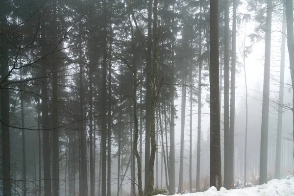 Foggy winter forest day time shot - Stock Image - Everypixel