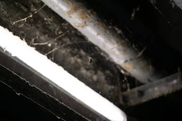 Webcam the camera spider Stock Photos, Royalty Free Webcam the camera ...