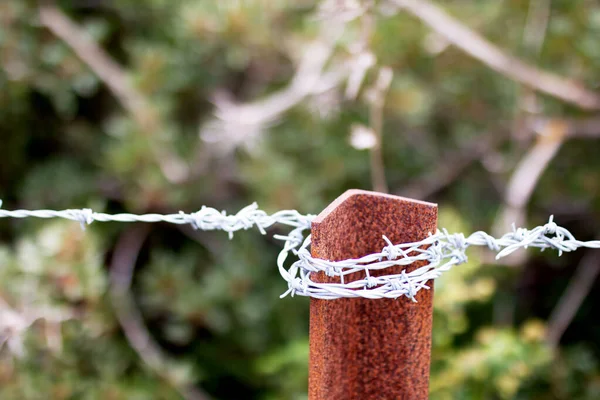 Barbed wire fence braided by greenery in the forest - Stock Image ...