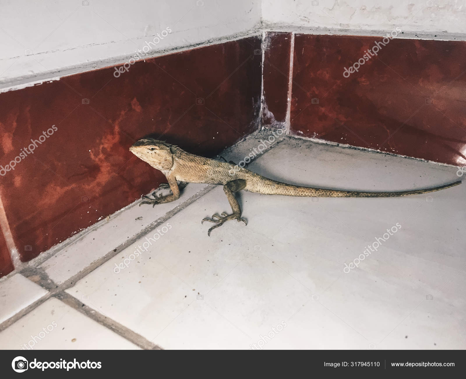Lizard Sitting Floor — Stock Photo © Reezky11 #317945110
