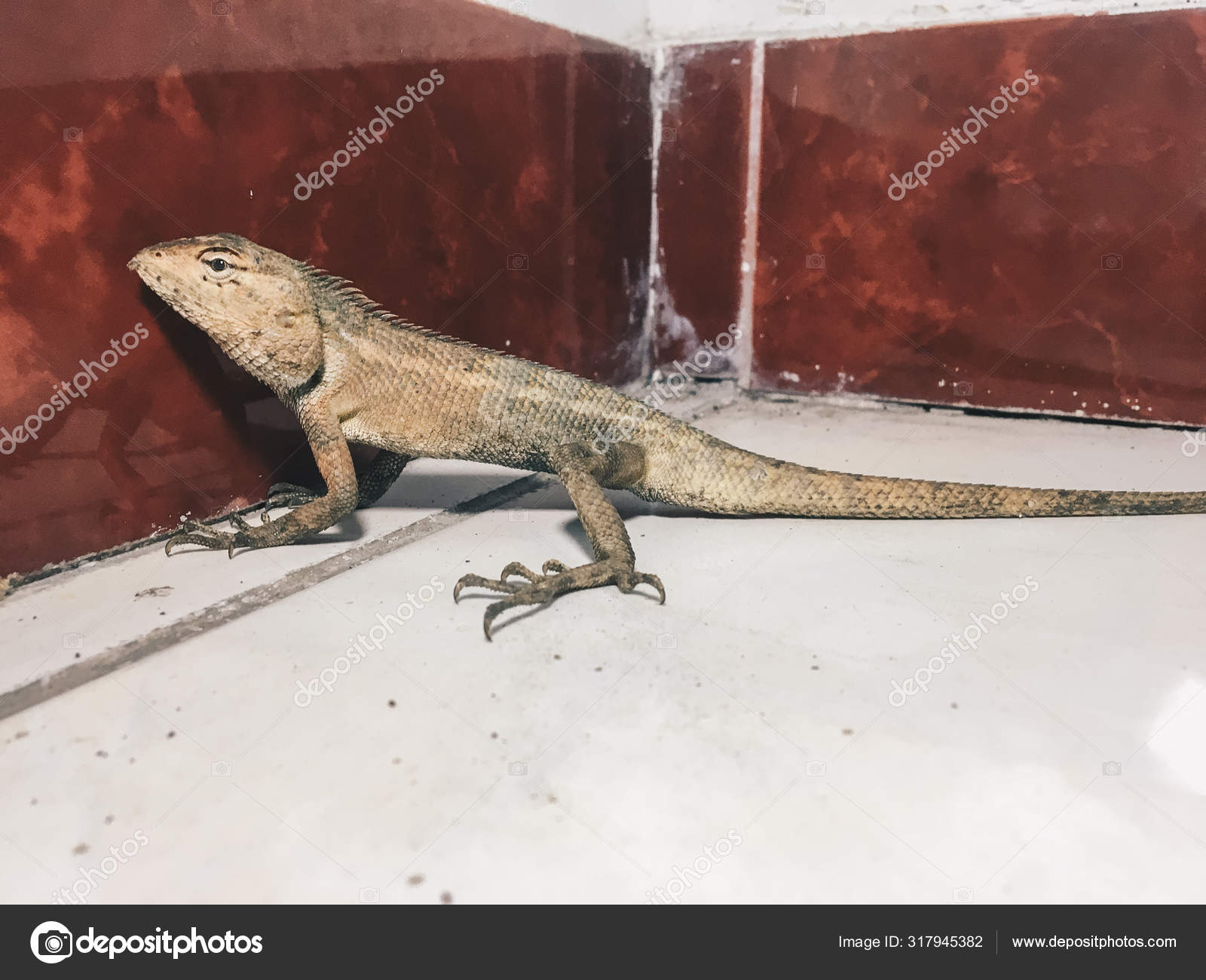 Lizard Sitting Floor — Stock Photo © Reezky11 #317945382