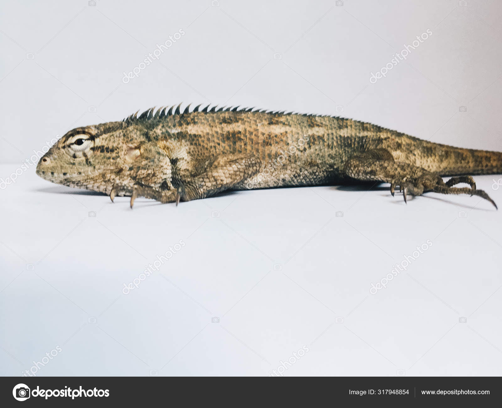 Lizard White Background Stock Photo by ©Reezky11 317948854