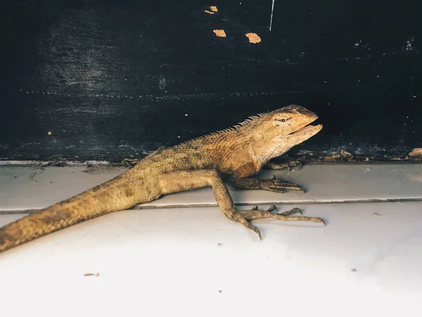 House lizard Stock Photos, Royalty Free House lizard Images | Depositphotos