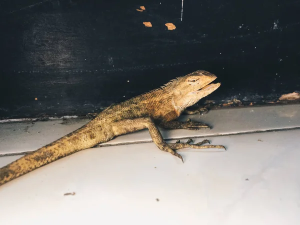 House lizard Stock Photos, Royalty Free House lizard Images | Depositphotos