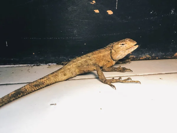 House lizard Stock Photos, Royalty Free House lizard Images | Depositphotos