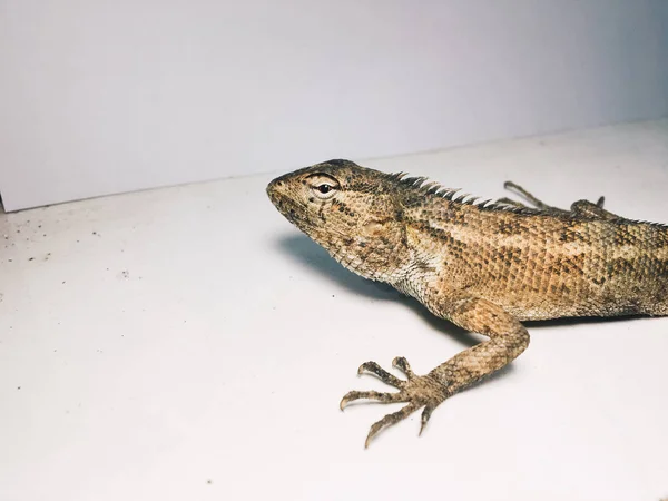 Lizard White Background Stock Photo by ©Reezky11 317947160